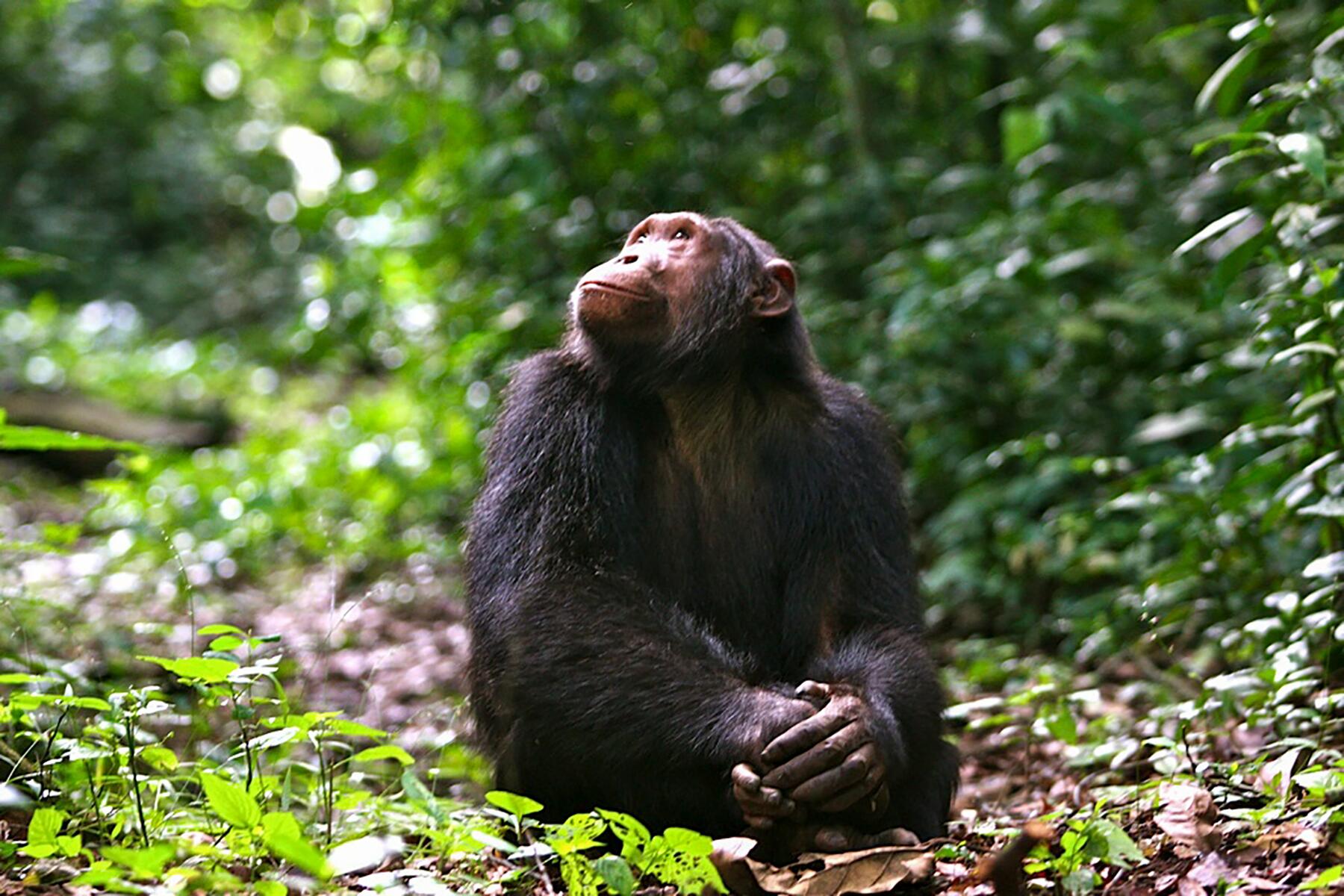 Ecofeminist Conservation in Africa Is Helping to Stop Animal Poaching