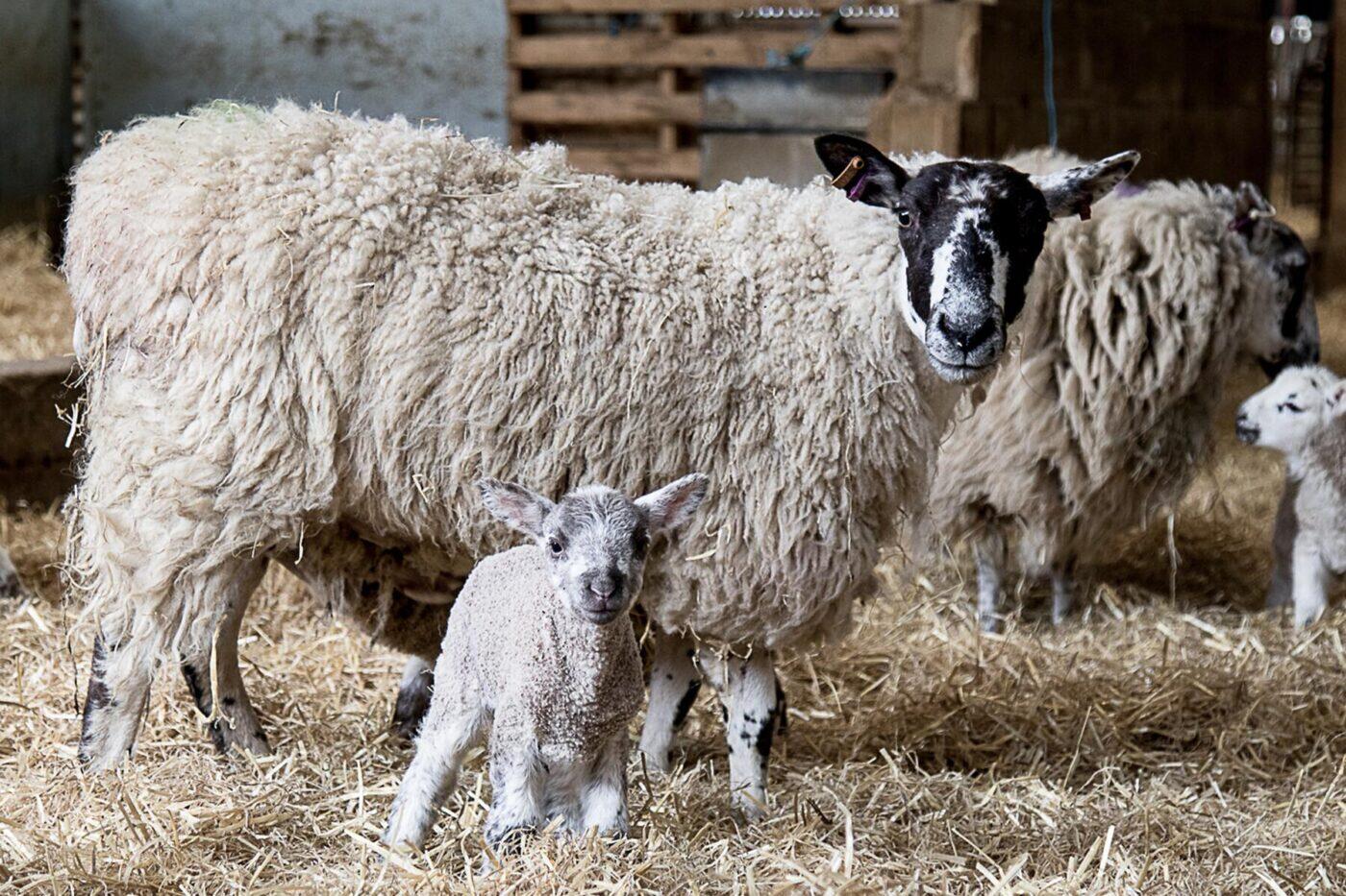 Charles Gerring, the UK’s Busiest Shepherd, on Sheep, Lambs, and Daily Life