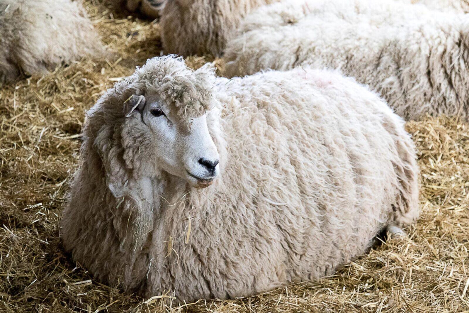 Charles Gerring, the UK’s Busiest Shepherd, on Sheep, Lambs, and Daily Life