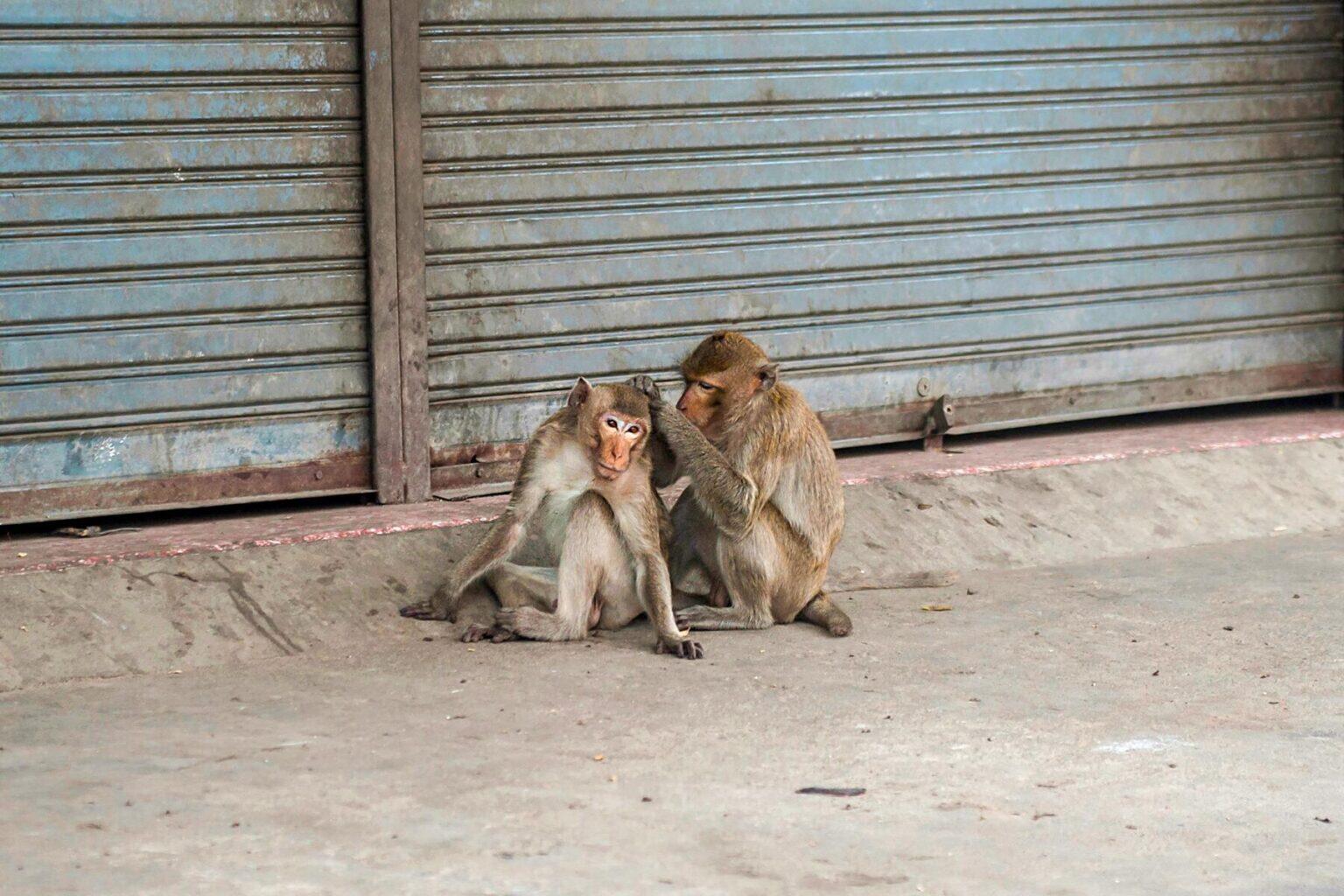 What to Do if You Suspect You Got Rabies on Vacation