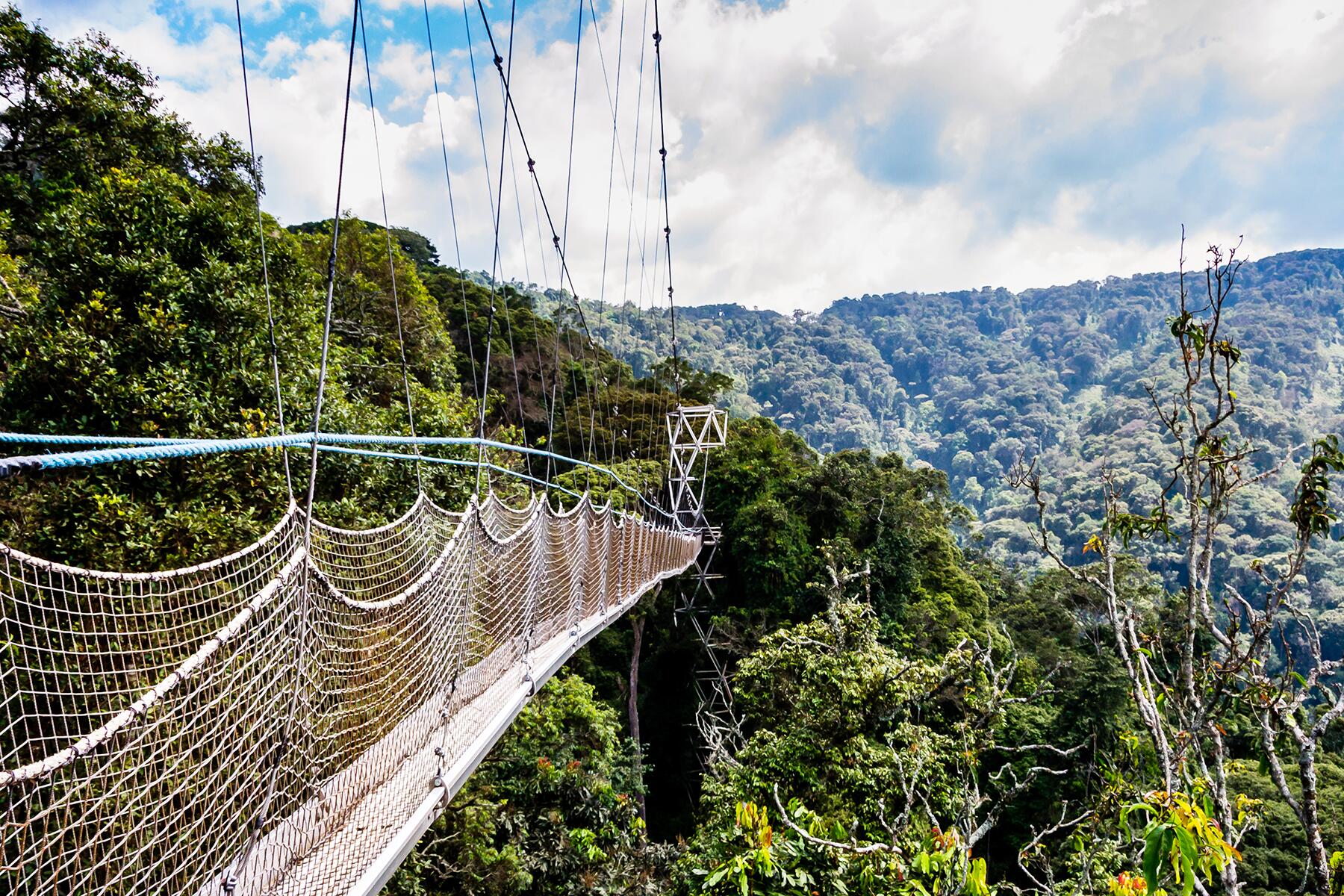 The World’s Best and Most Awe-Inspiring Canopy Walks