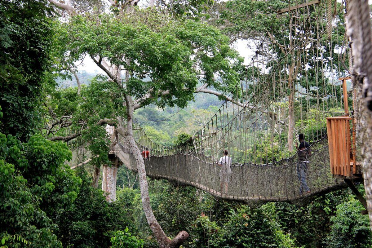 The World’s Best and Most Awe-Inspiring Canopy Walks