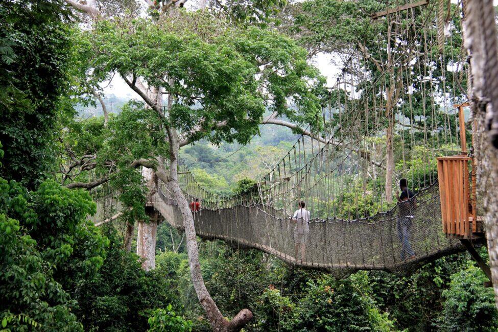 The World’s Best and Most Awe-Inspiring Canopy Walks