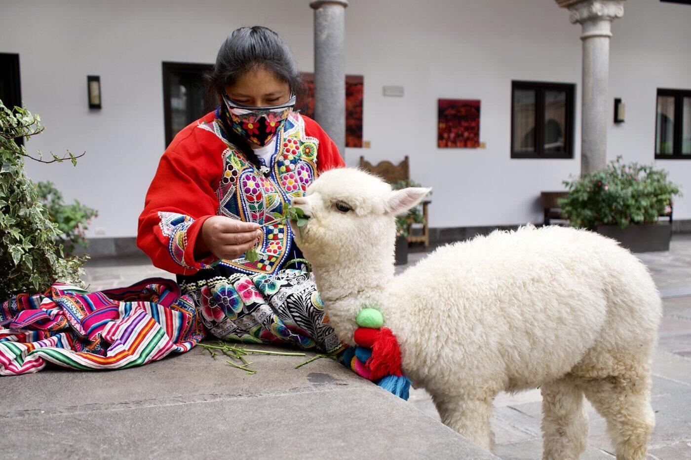 Alpaca Ladies of Cusco, Peru