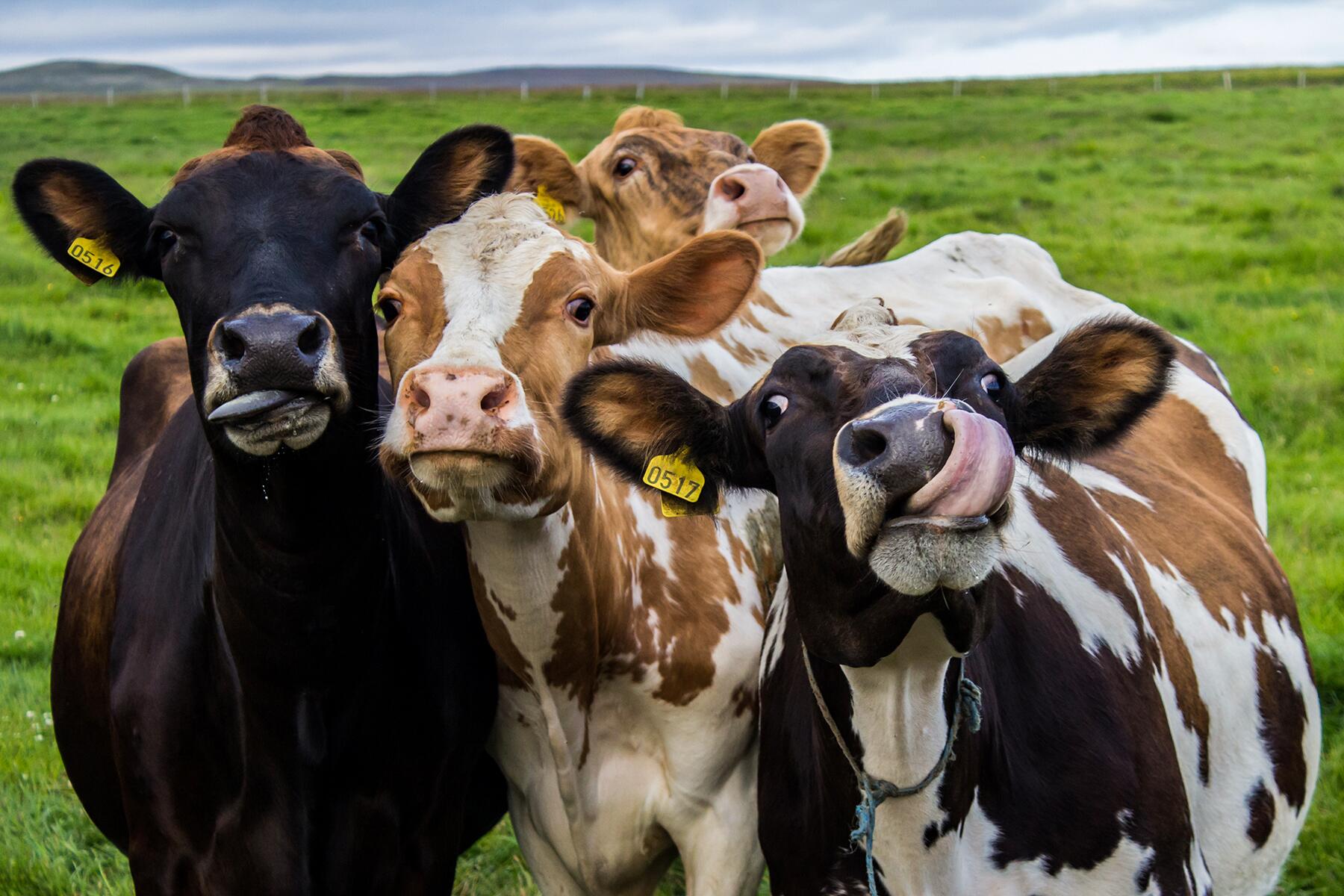 Foods That Are Considered Taboo Around The World