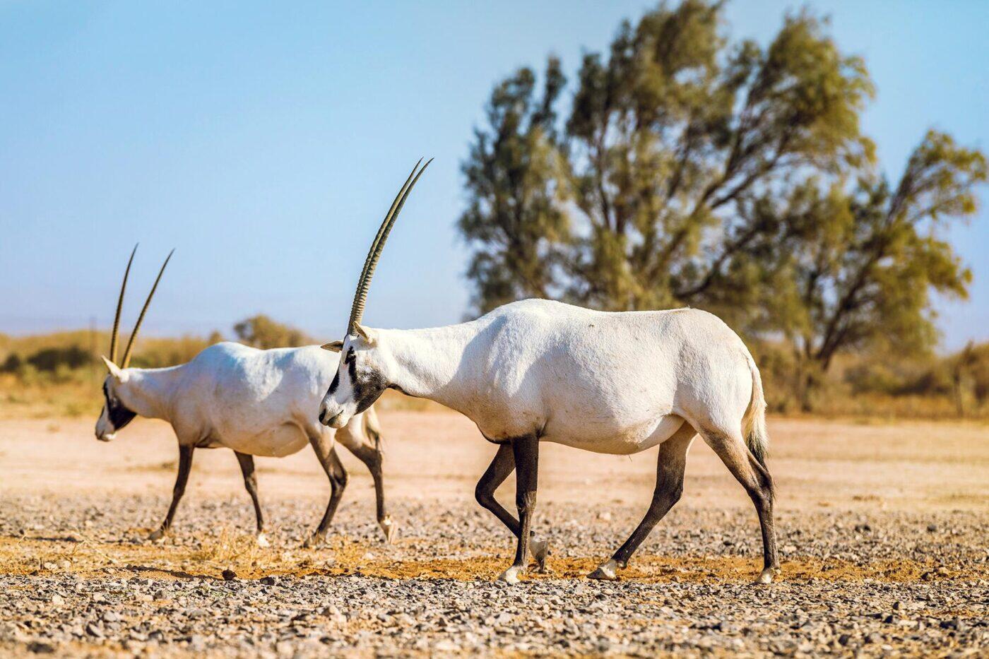 Best Unexpected Activities and Things to Do in the Middle East