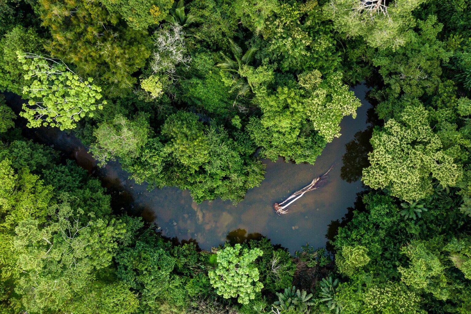 What It s Like To Swim In Peru s Amazon River what-it-s-like-to-swim-in-peru-s-amazon-river