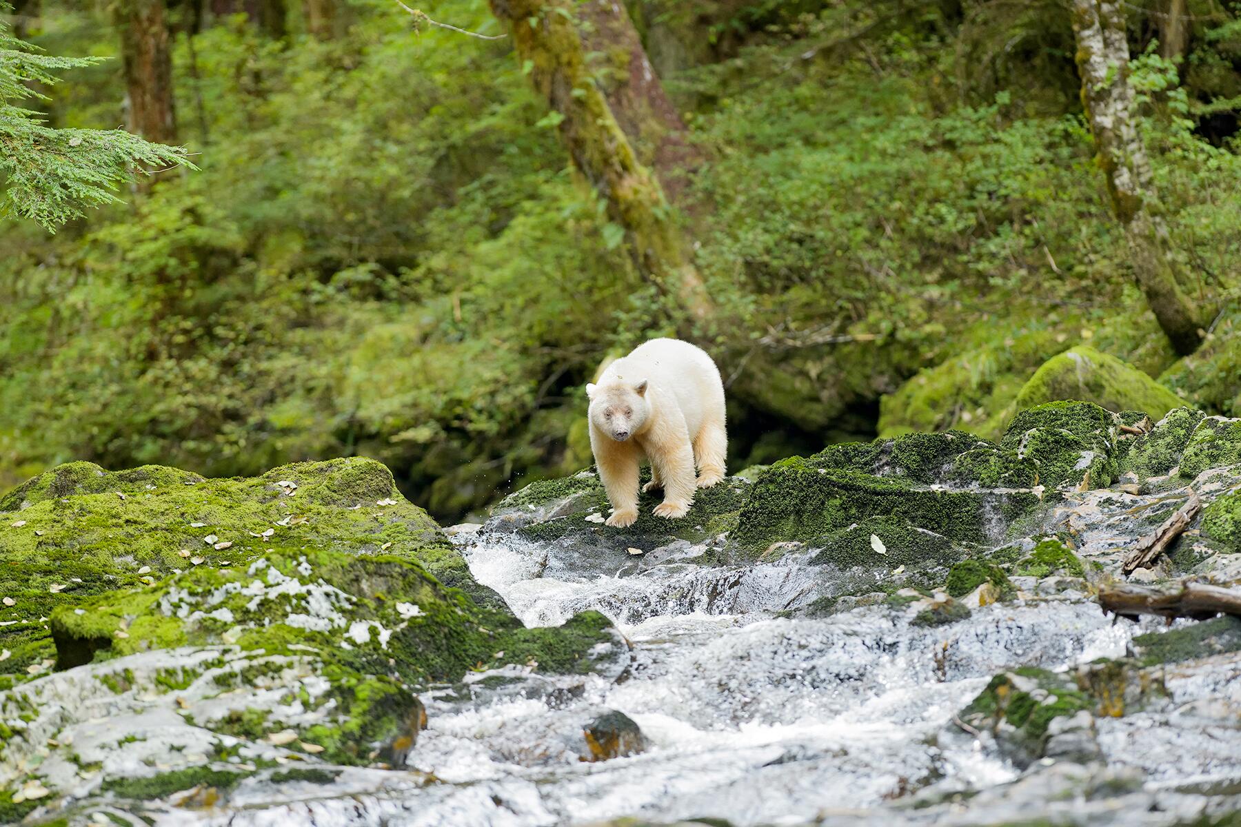 Real North American Forest Animals