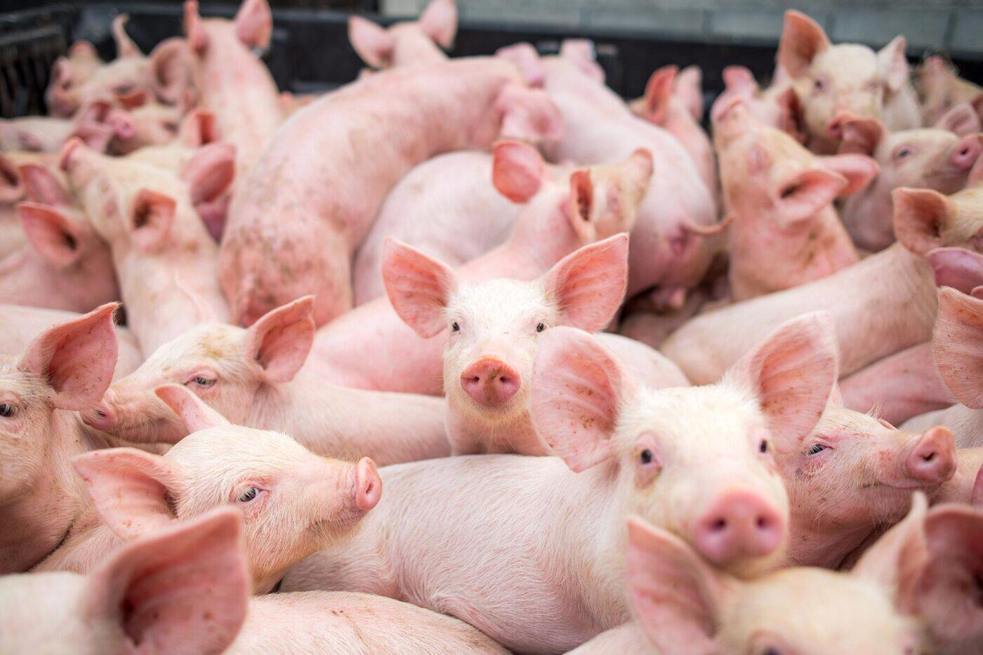 Foods That Are Considered Taboo Around The World