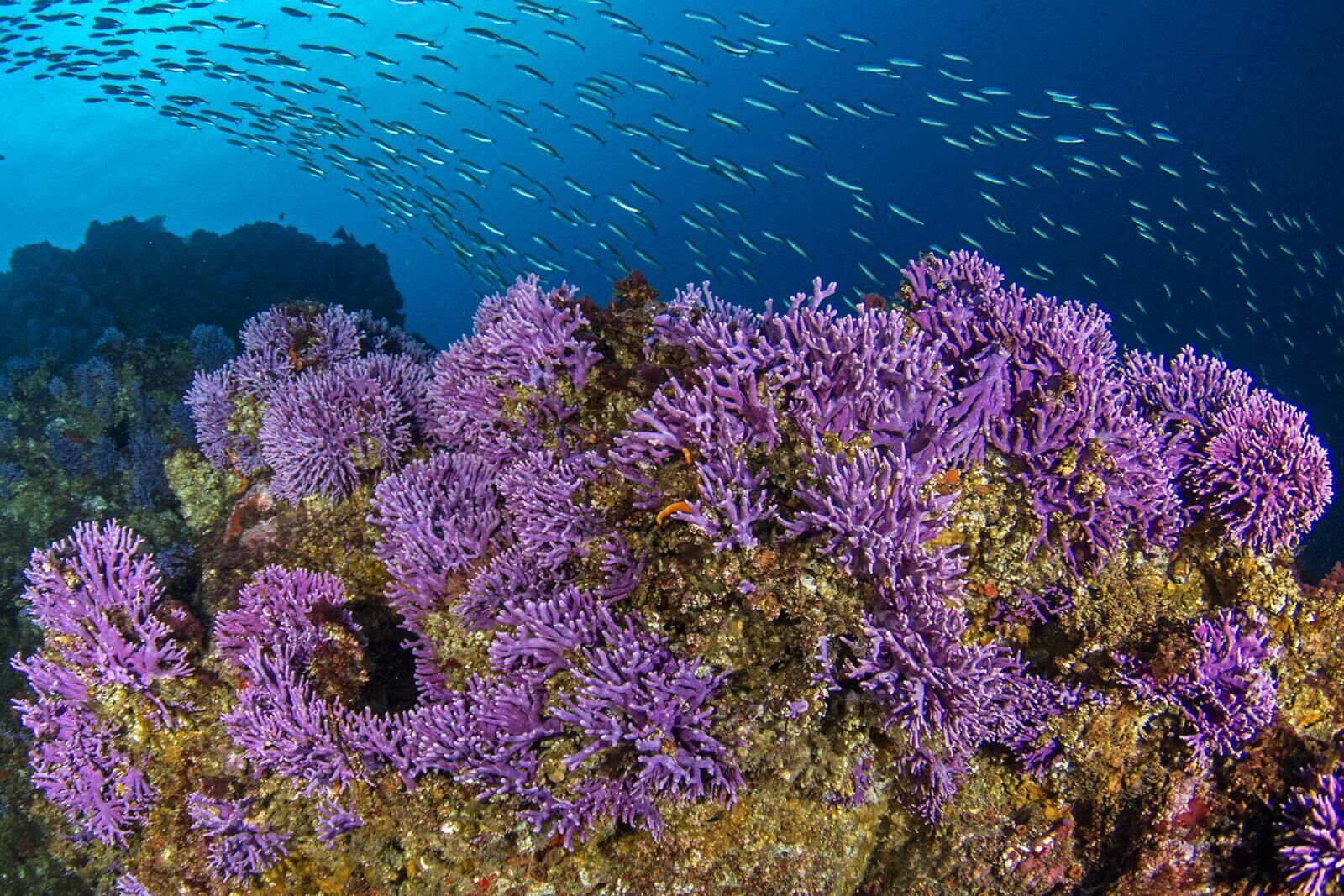 Spot Very Peri, Pantone's Purply Color of the Year, at These ...