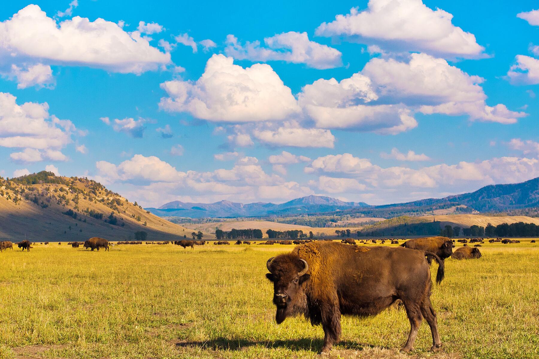 Best National Parks Around the World for Seeing Animals, Wildlife, and More