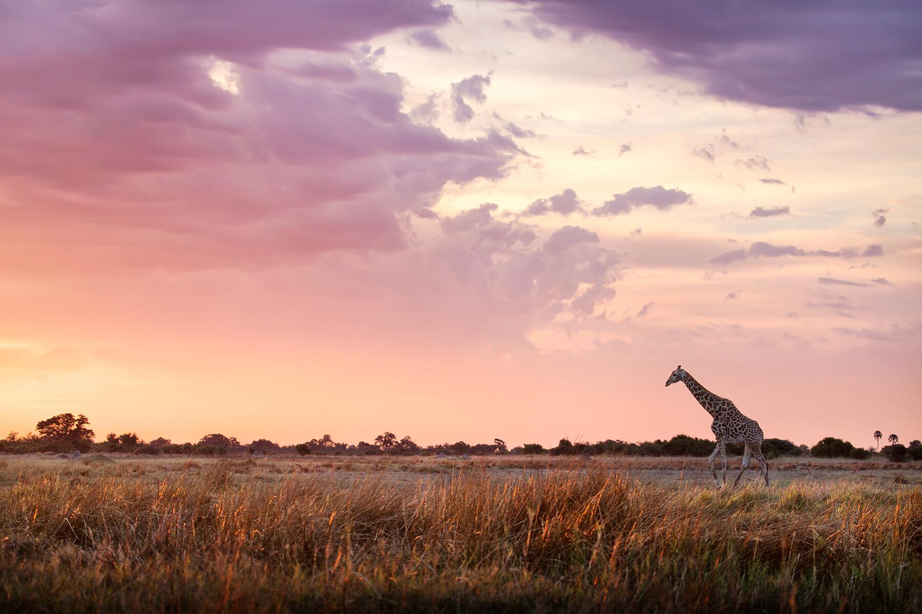 Best National Parks Around the World for Seeing Animals, Wildlife, and More