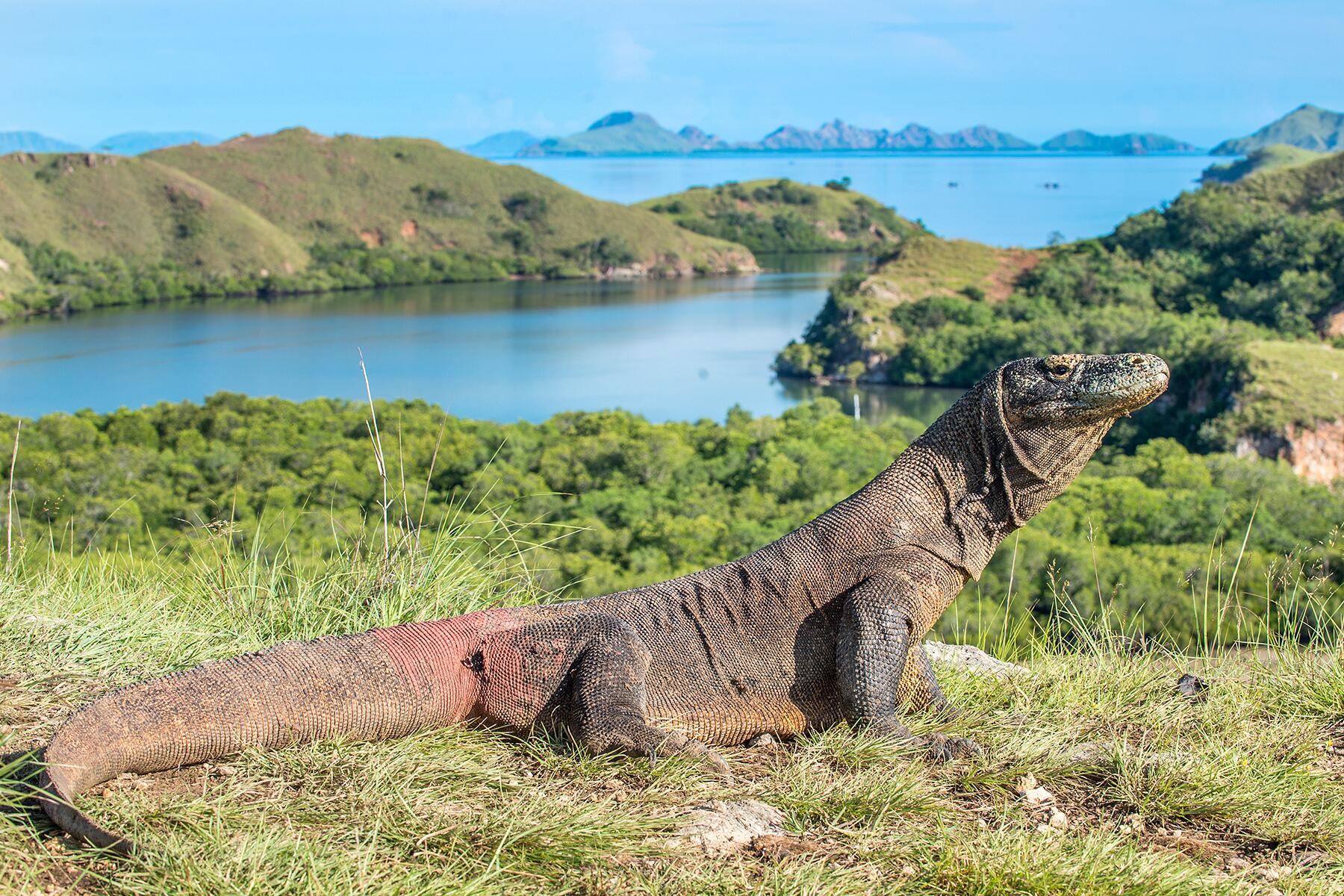 Best National Parks Around the World for Seeing Animals, Wildlife, and More