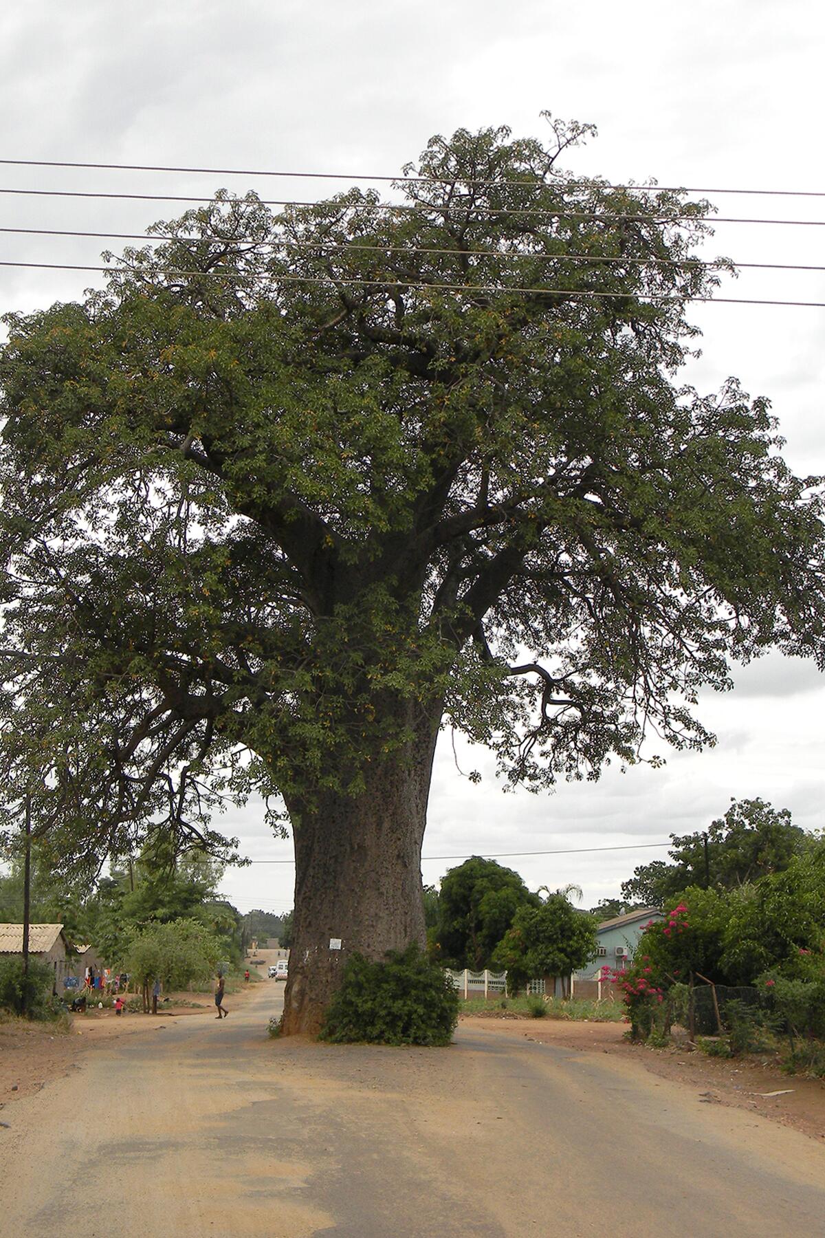 Zimbabwe's Baobab Trees Are Among the Biggest and Longest Living Trees ...