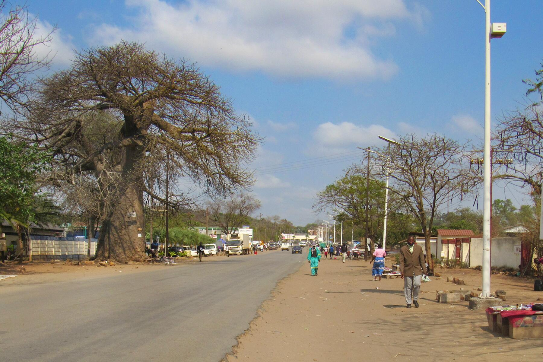 Zimbabwe's Baobab Trees Are Among the Biggest and Longest Living Trees ...