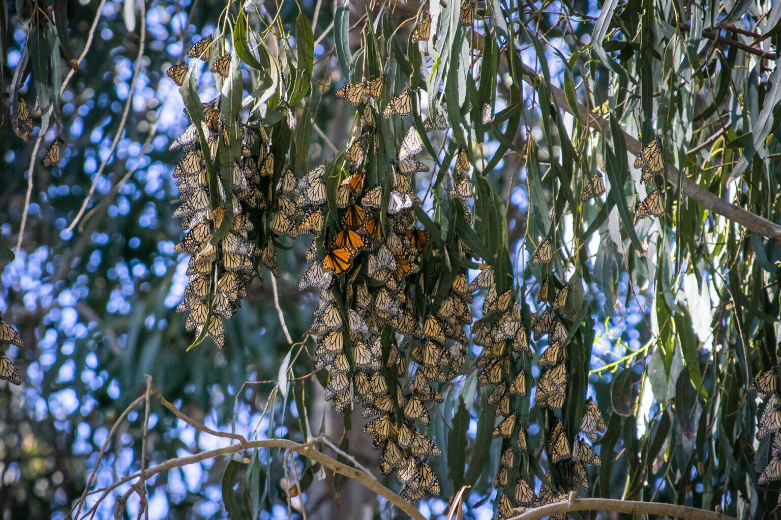 Where to See the Monarch Butterfly Migration in California