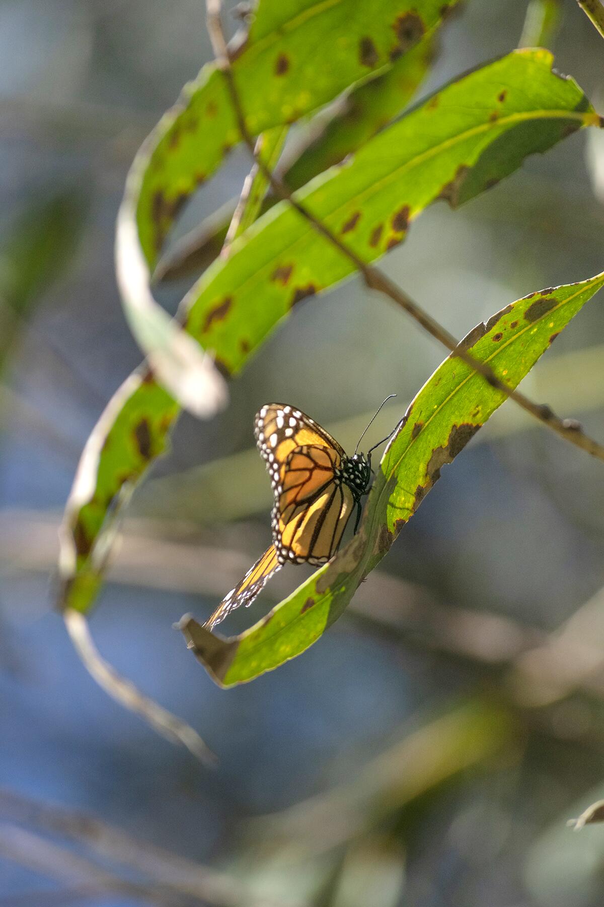 Where to See the Monarch Butterfly Migration in California
