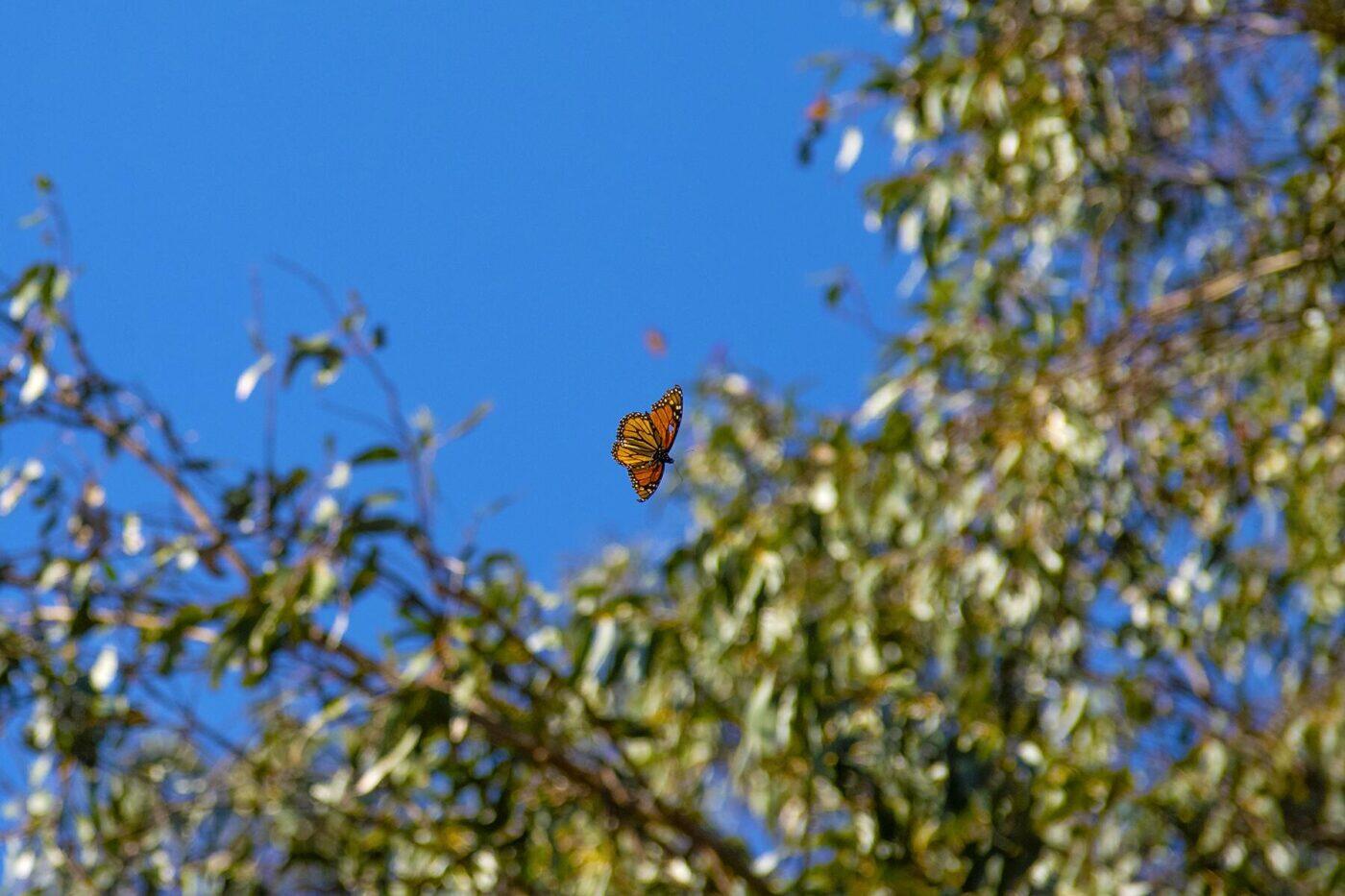 Where to See the Monarch Butterfly Migration in California