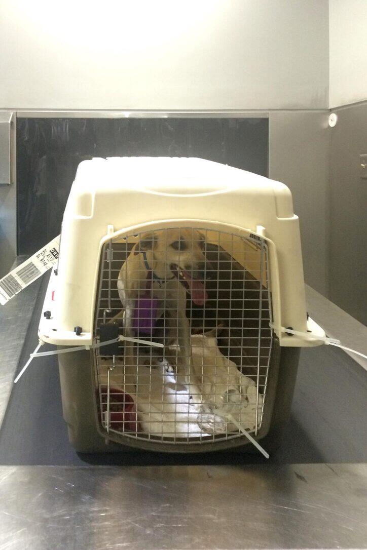 How to Adopt an Animal Abroad and Bring It Back to the United States