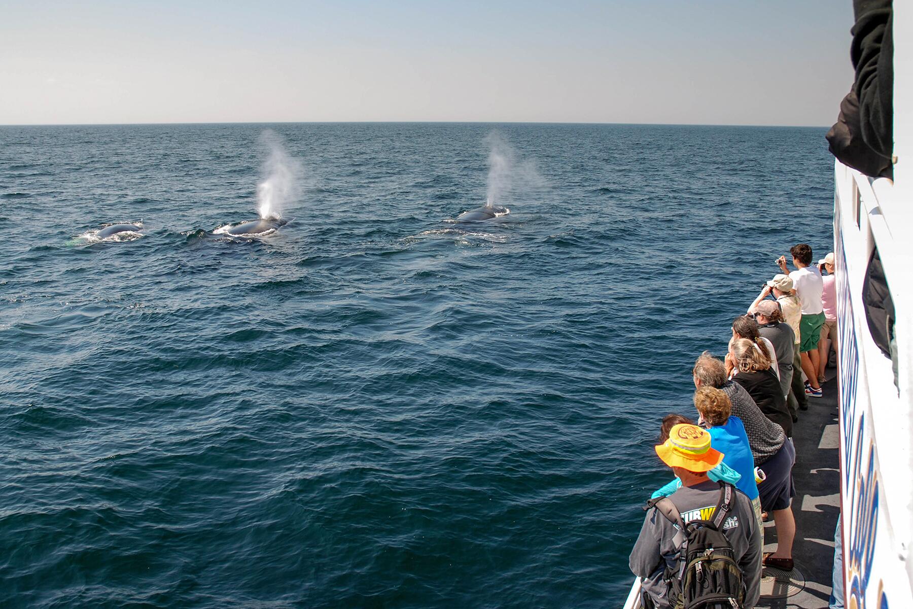 The Best Coastal Cities in the World for Whale Watching