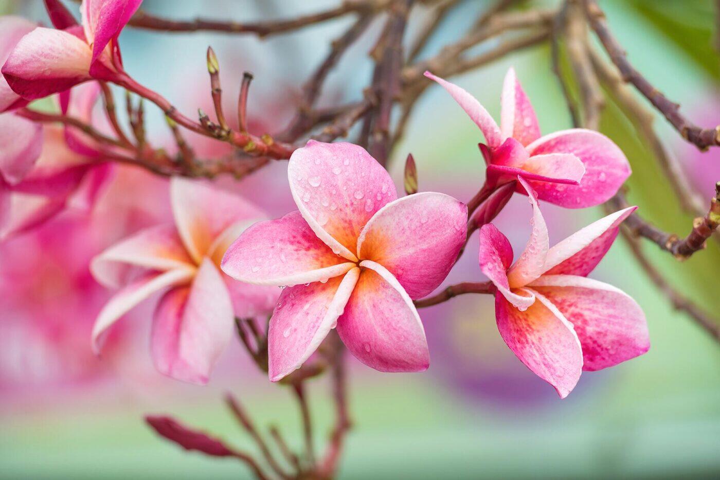 Where to See Autumn Colors Across Hawaii