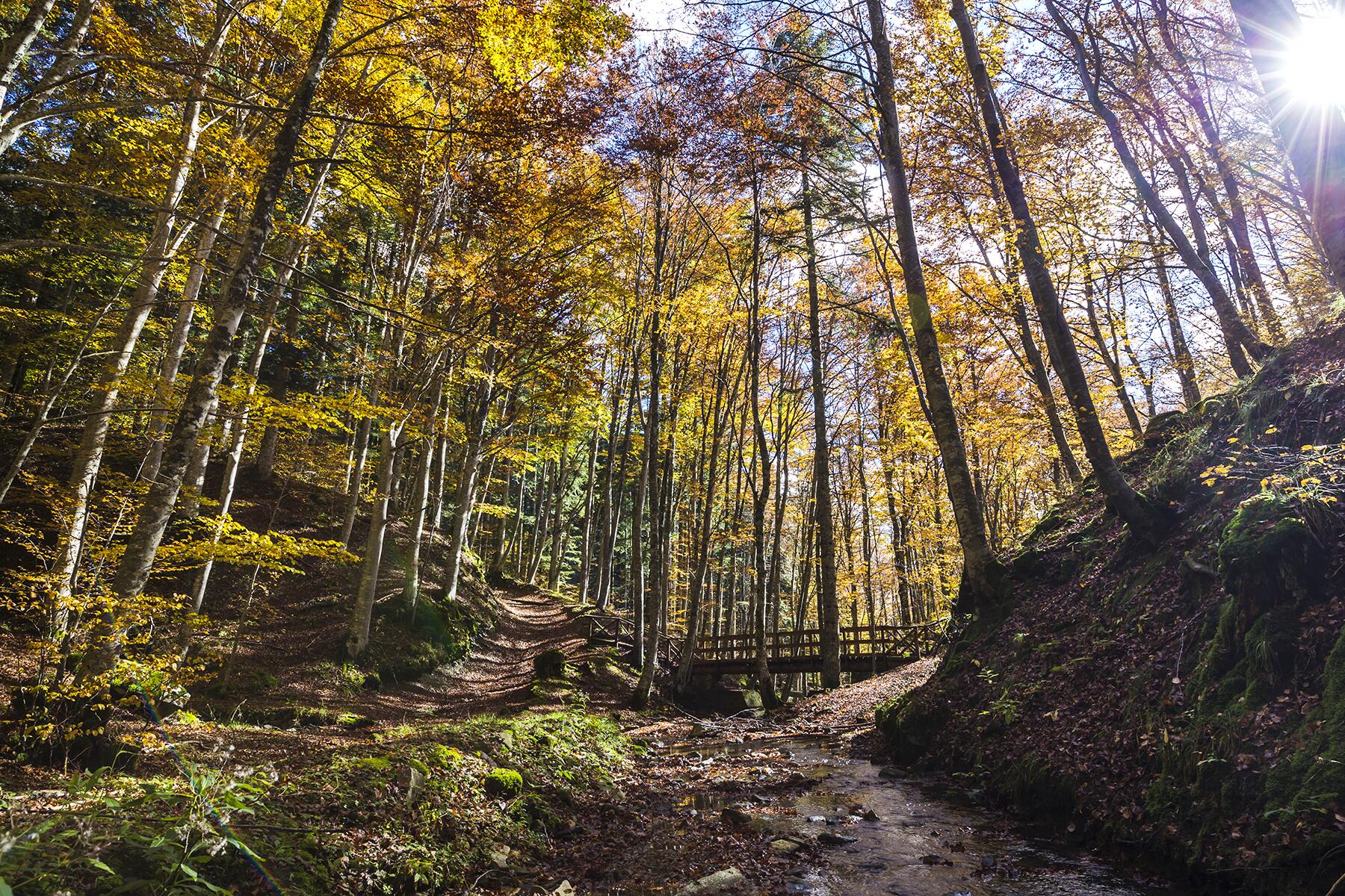 Where to Leaf Peep in Italy this Fall