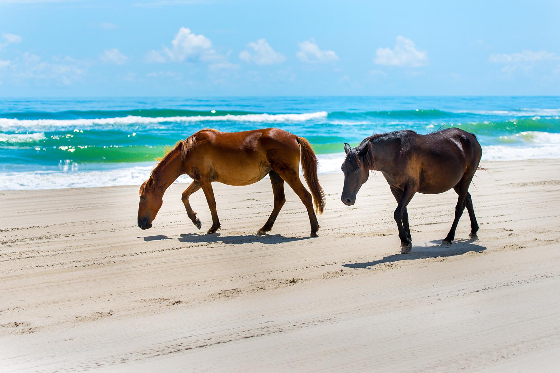 Best Beaches for Wildlife Spotting