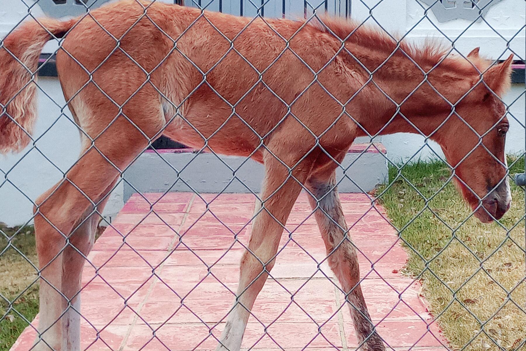 How to Help the Dwindling Wild Horse Population of Vieques, Puerto Rico