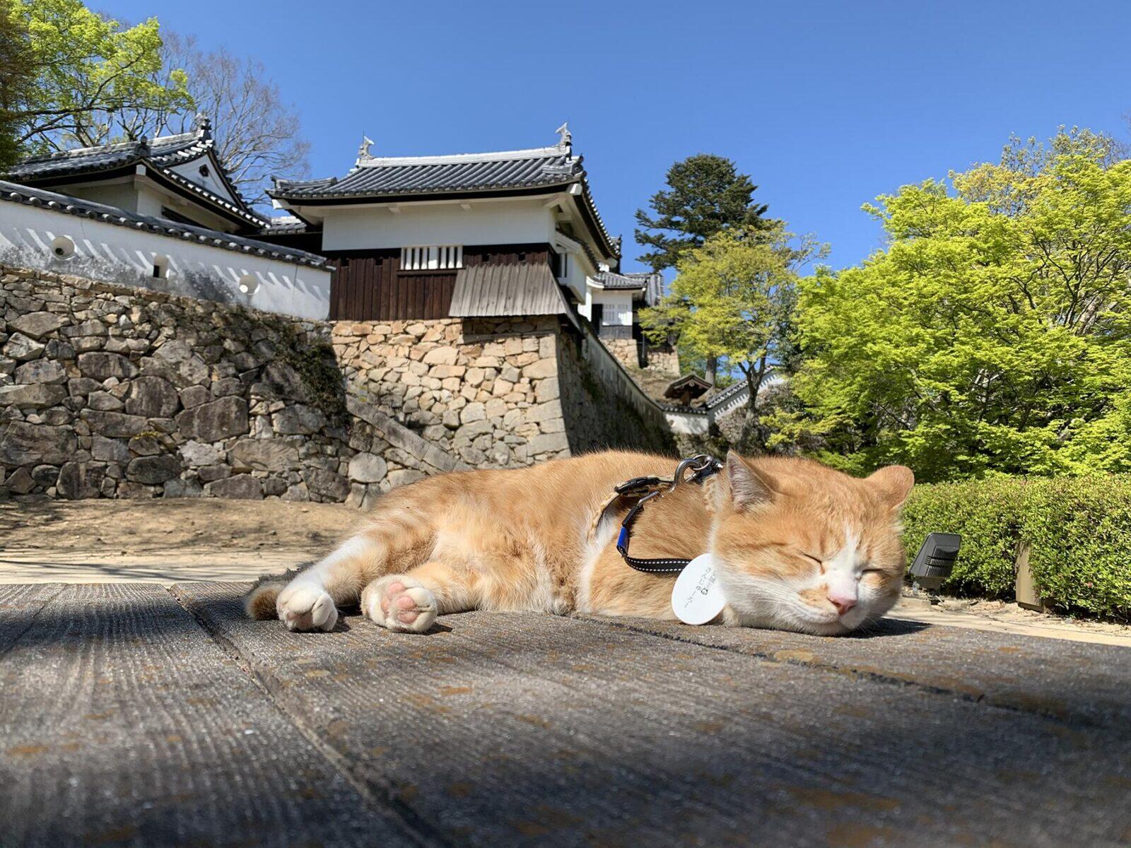 In South Japan, a Cat Is the Lord of the Bitchu Matsuyama Castle