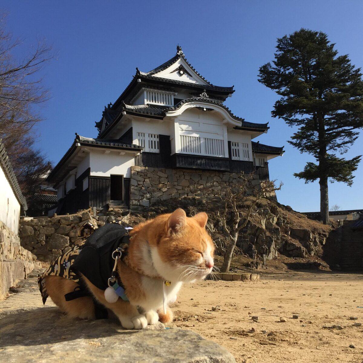 In South Japan, a Cat Is the Lord of the Bitchu Matsuyama Castle