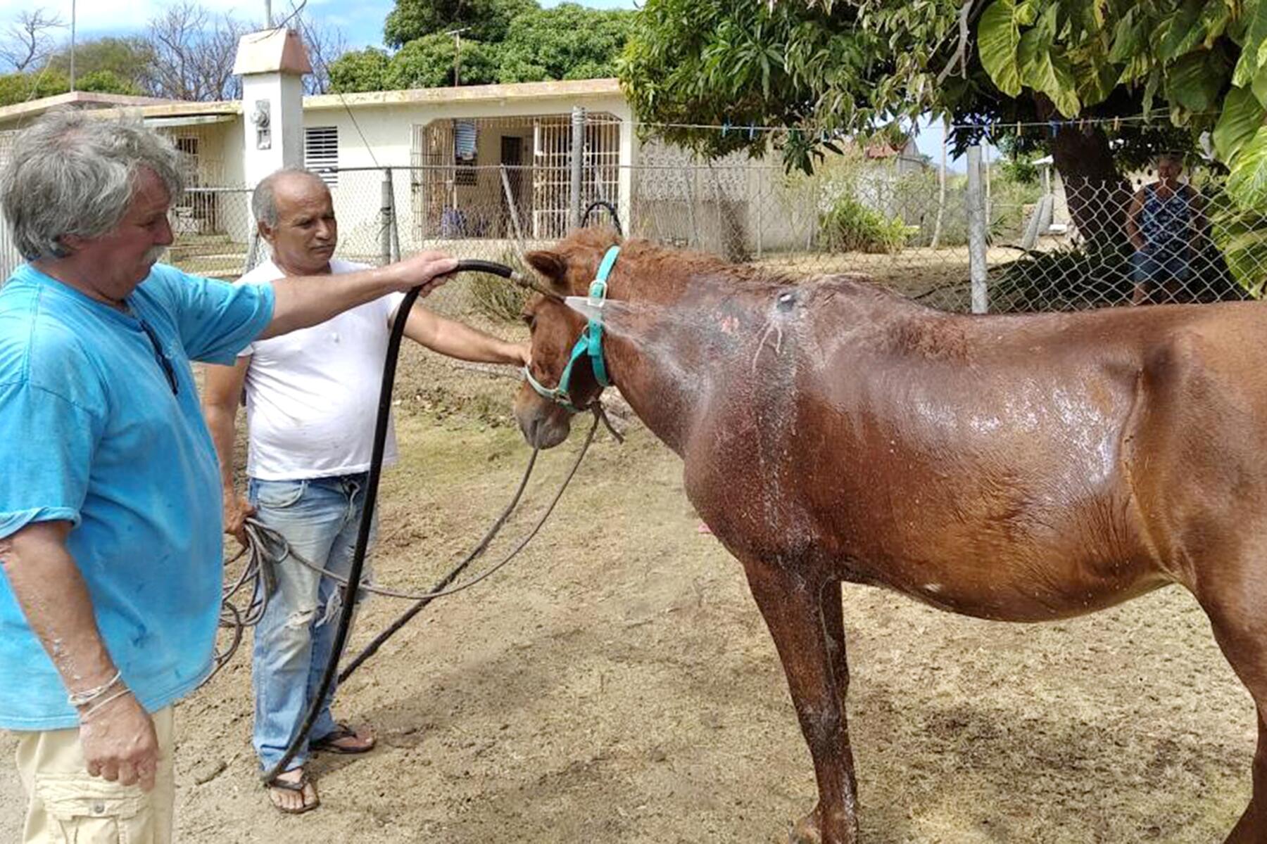 How to Help the Dwindling Wild Horse Population of Vieques, Puerto Rico