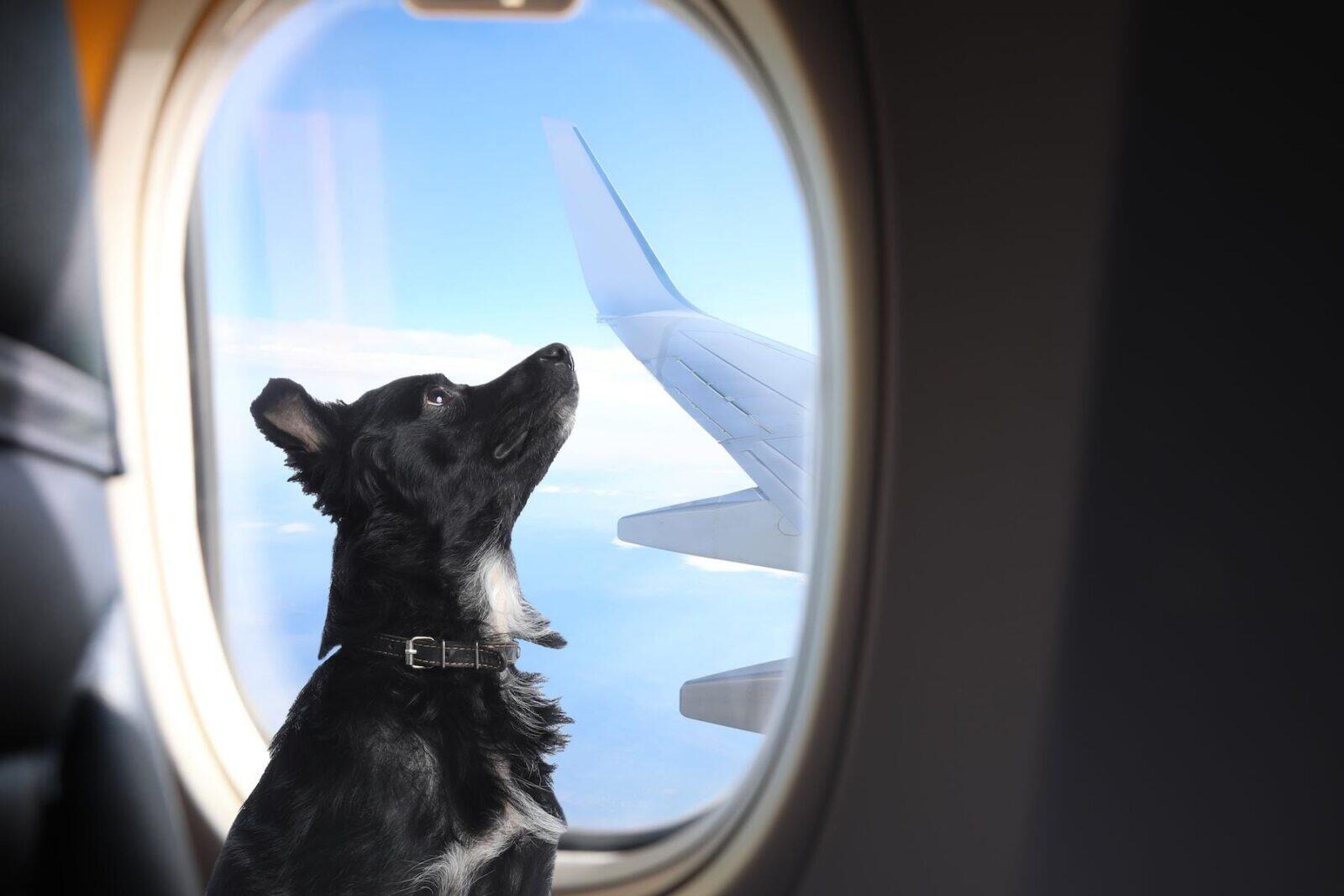 Everything You Need to Know About Getting Your Dog a Passport