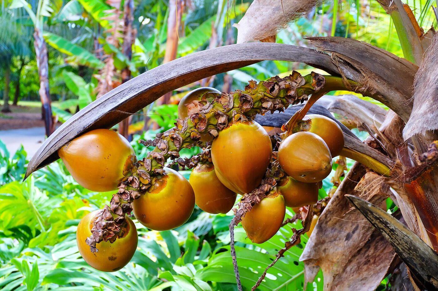 Florida’s Fruit and Spice Park Is Unlike Anything Found Across the ...