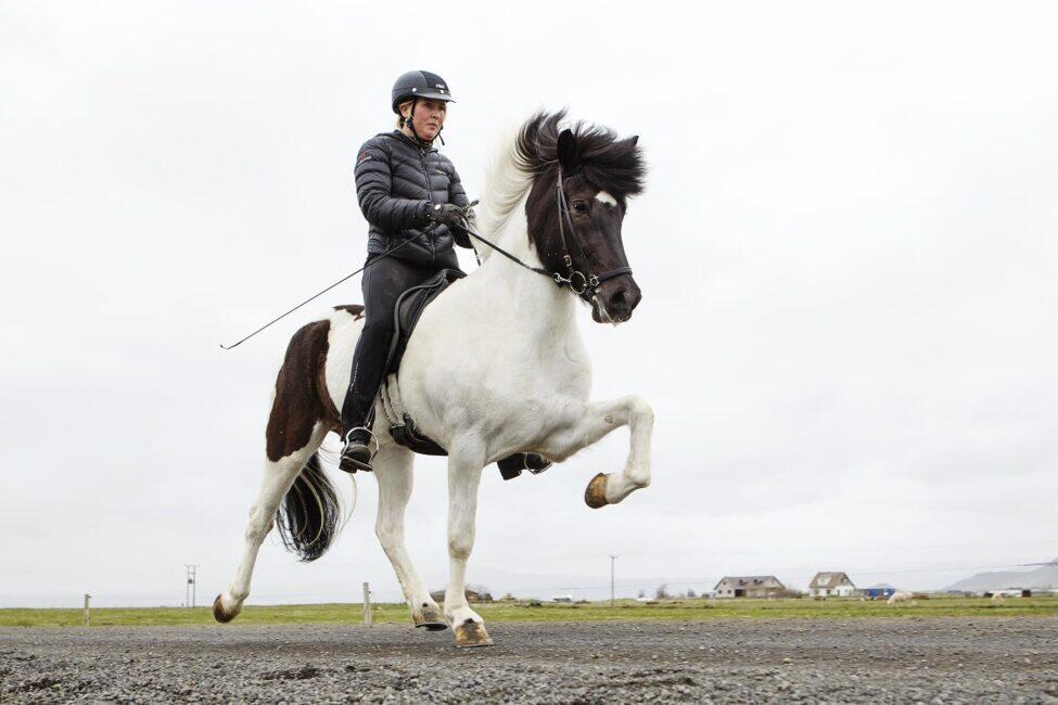 Inside the Landsmót Horse Competition in Iceland