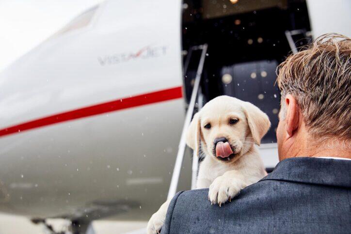 Best Practices for Flying With Your Pet to Ensure Their Safety