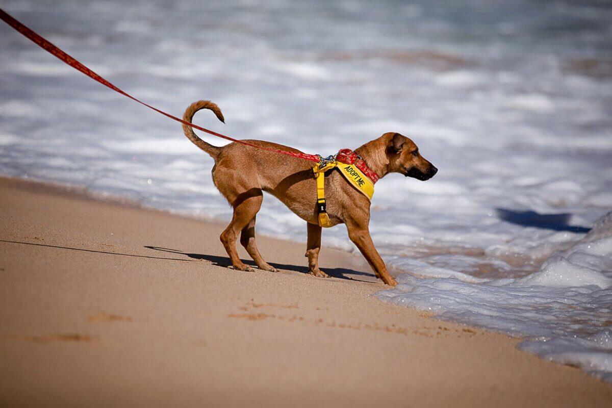 Hawaii Is the Perfect Place to Spend a Day With Adoptable Dogs