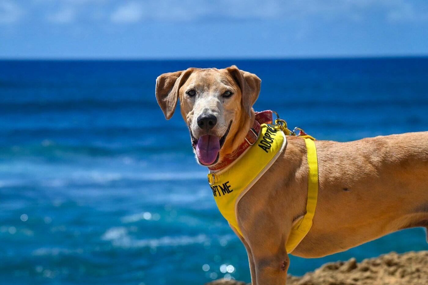 Hawaii Is the Perfect Place to Spend a Day With Adoptable Dogs