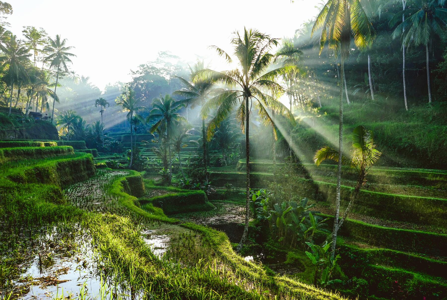 How Bali Is Bouncing Back From the Pandemic