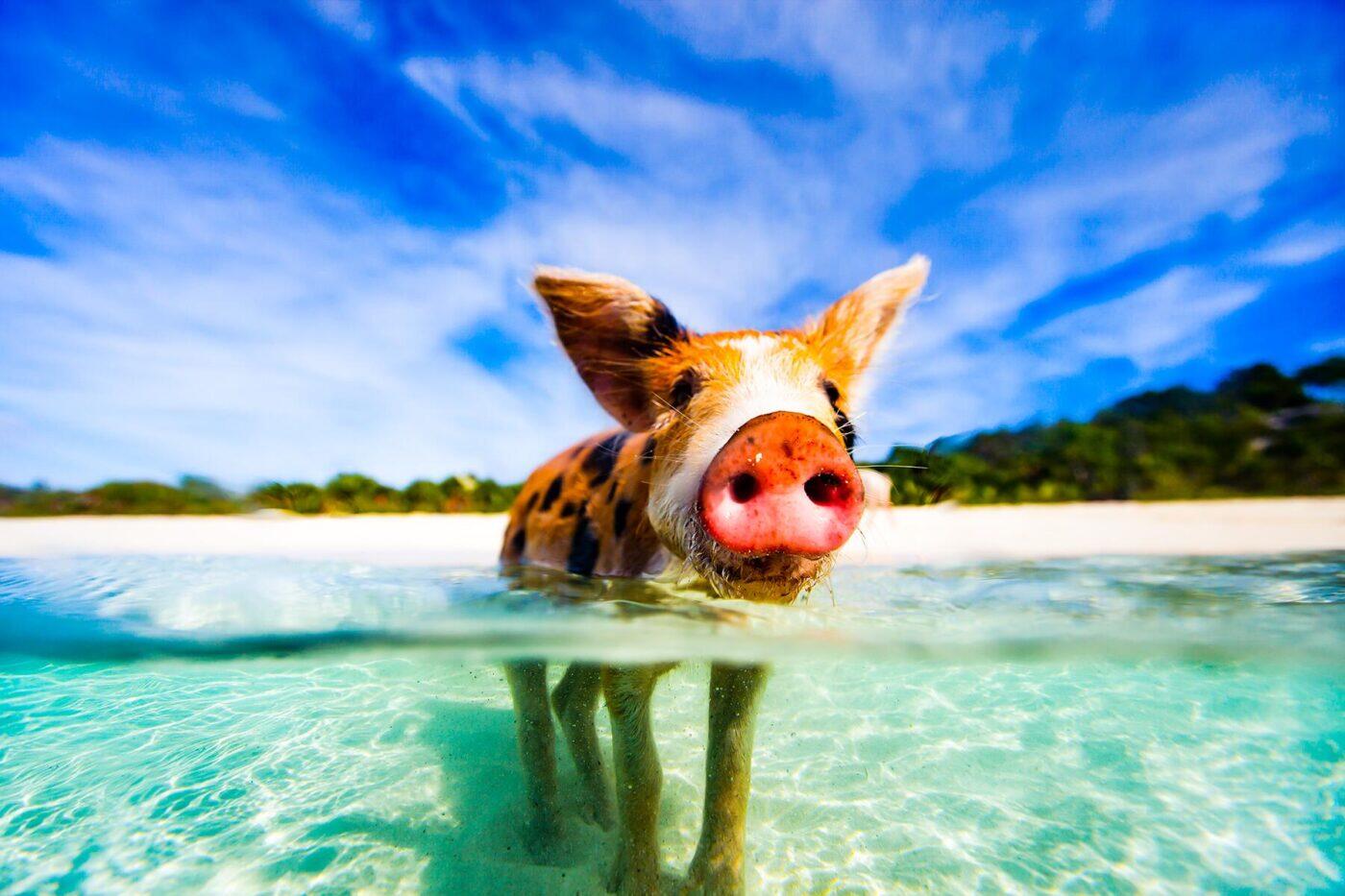 Should You Swim With the Pigs in the Bahamas?