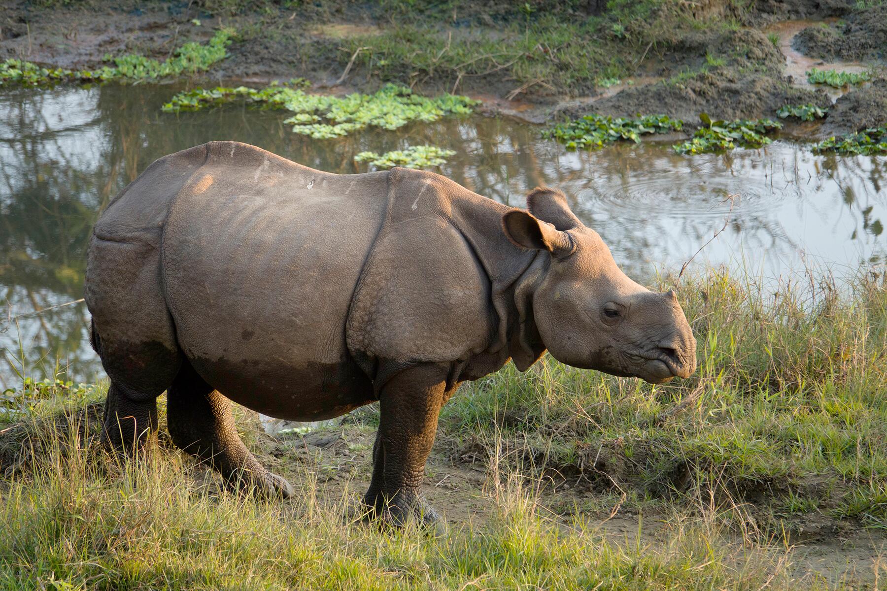 Baby Animals in Their Natural Habitats Give Us Hope Amid Climate Change
