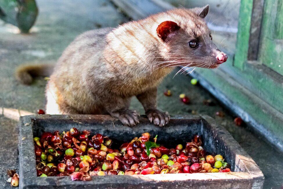 Does Kopi Luwak—or poop coffee—Southeast Asian Coffee, Actually Contain ...