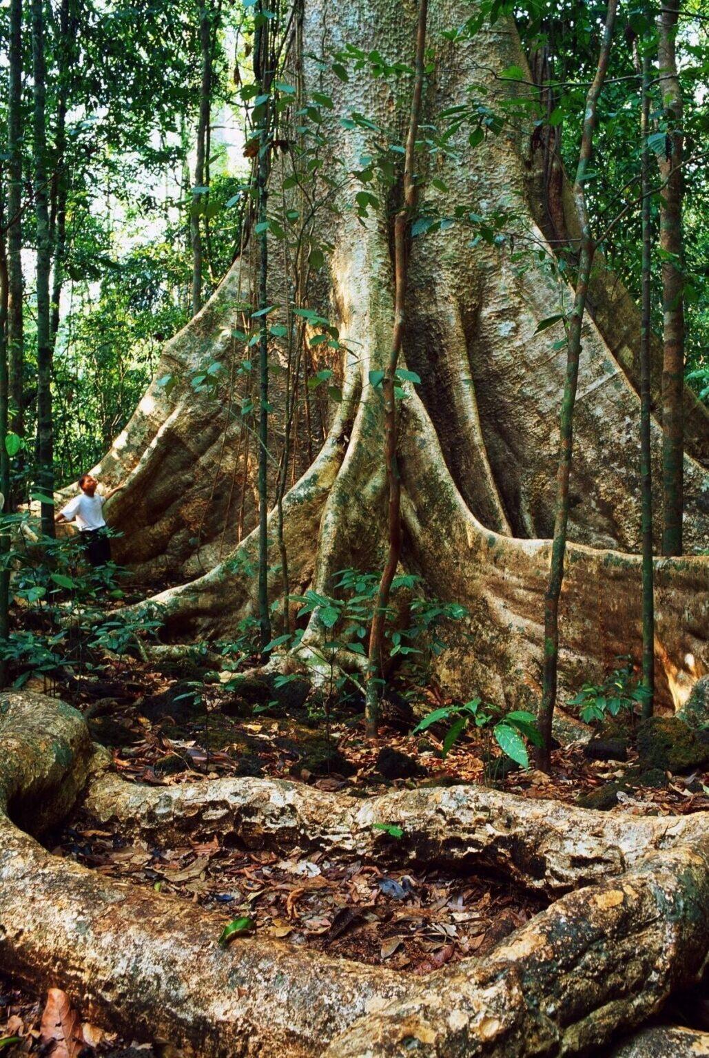 Can Gabon Ecotourism Kick-Start a Nature-Based Economy?