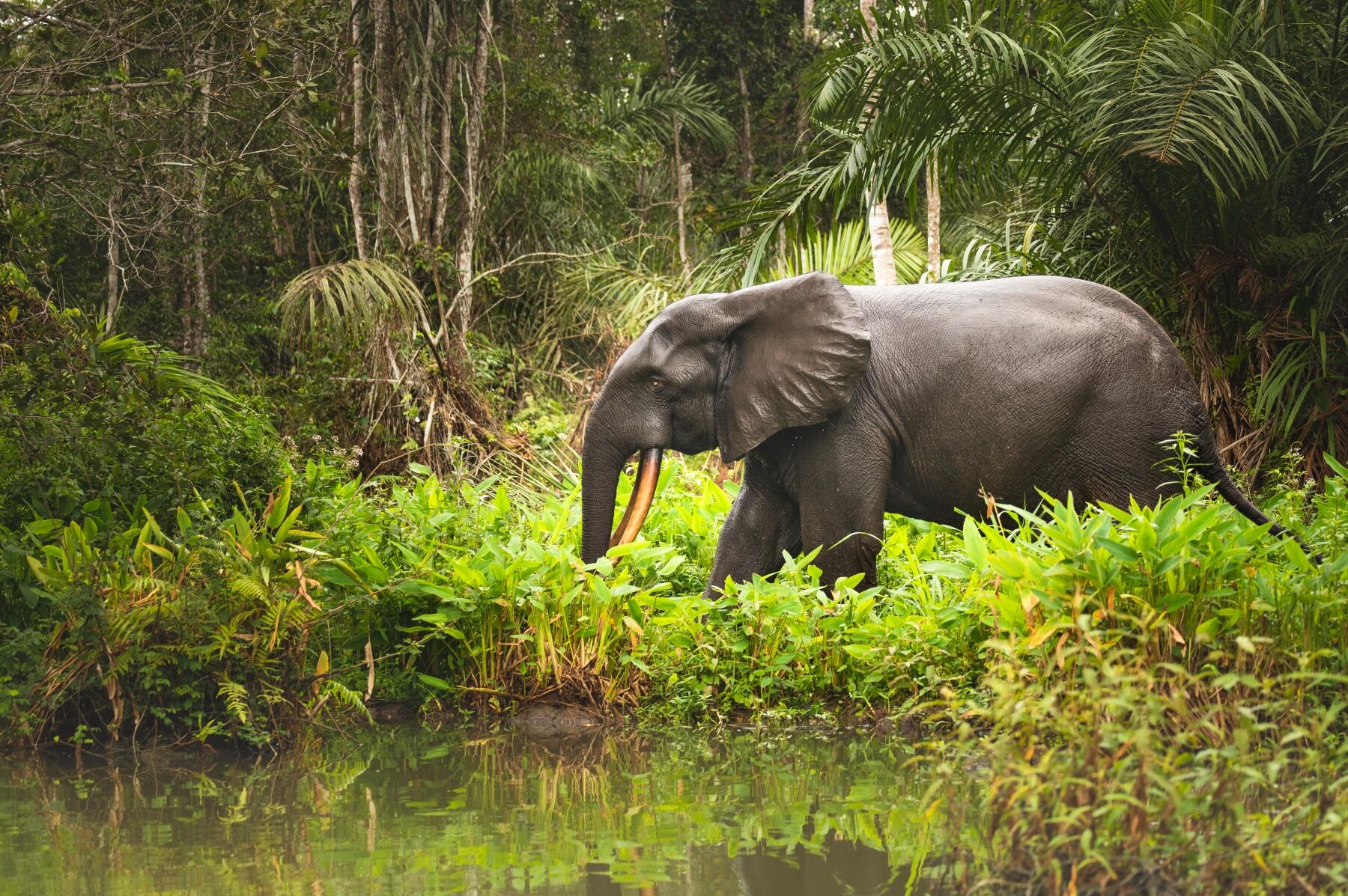 Can Gabon Ecotourism Kick-Start a Nature-Based Economy?