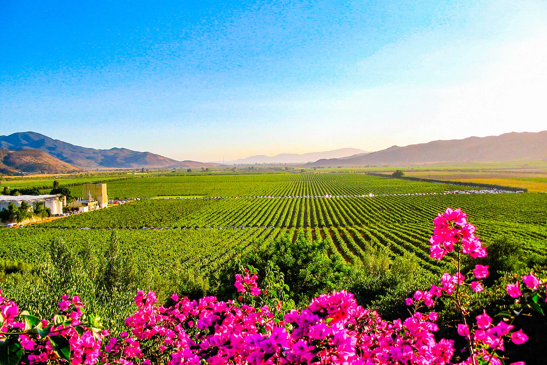 Where to Visit Wine Country in California
