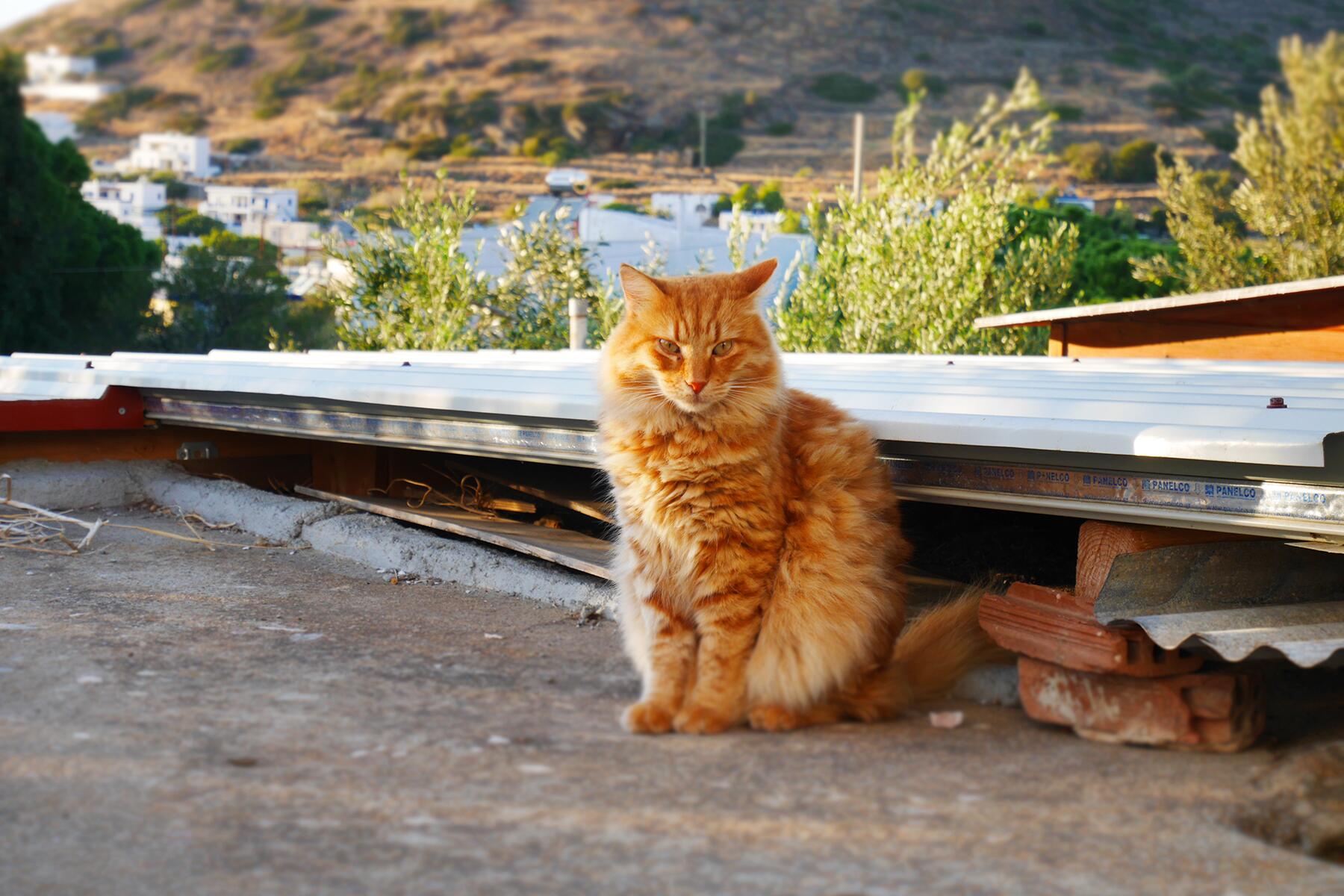 Syros Cats in Greece Is Perfect for Beach Goers and Cat Lovers
