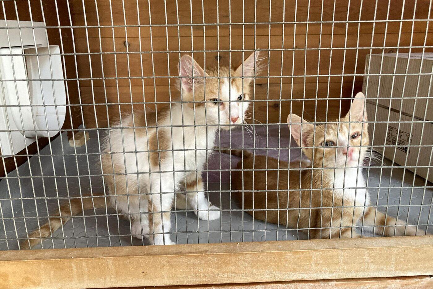 Syros Cats in Greece Is Perfect for Beach Goers and Cat Lovers