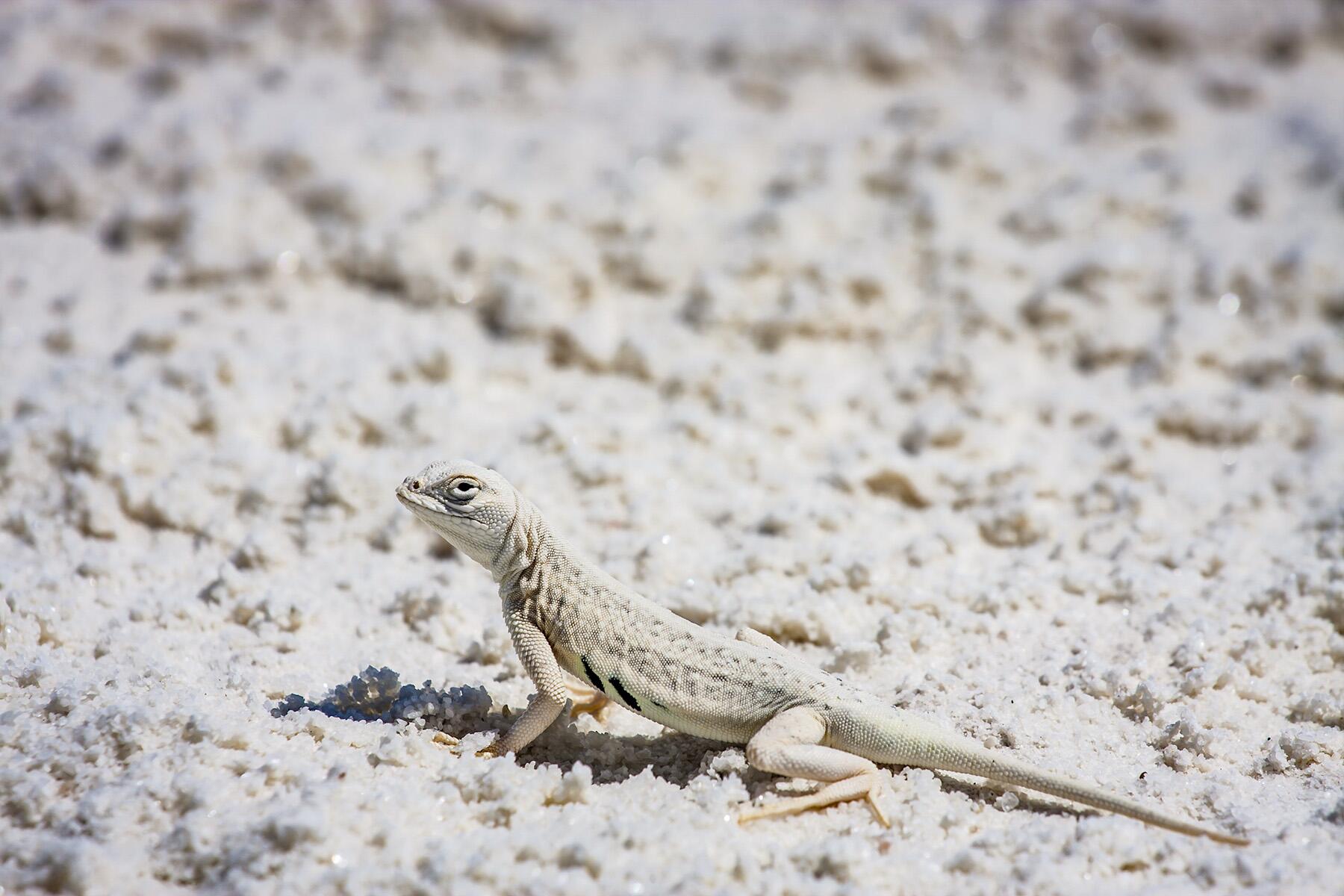 Why Is New Mexico’s White Sands National Park White?