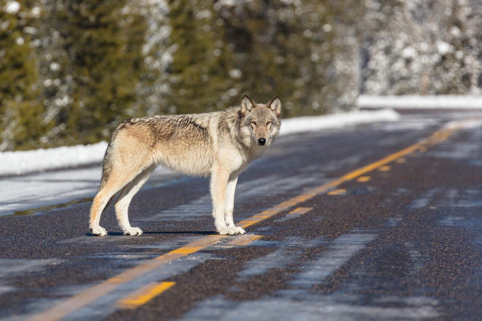What You Need to Know About Wolf Watching at Yellowstone National Park