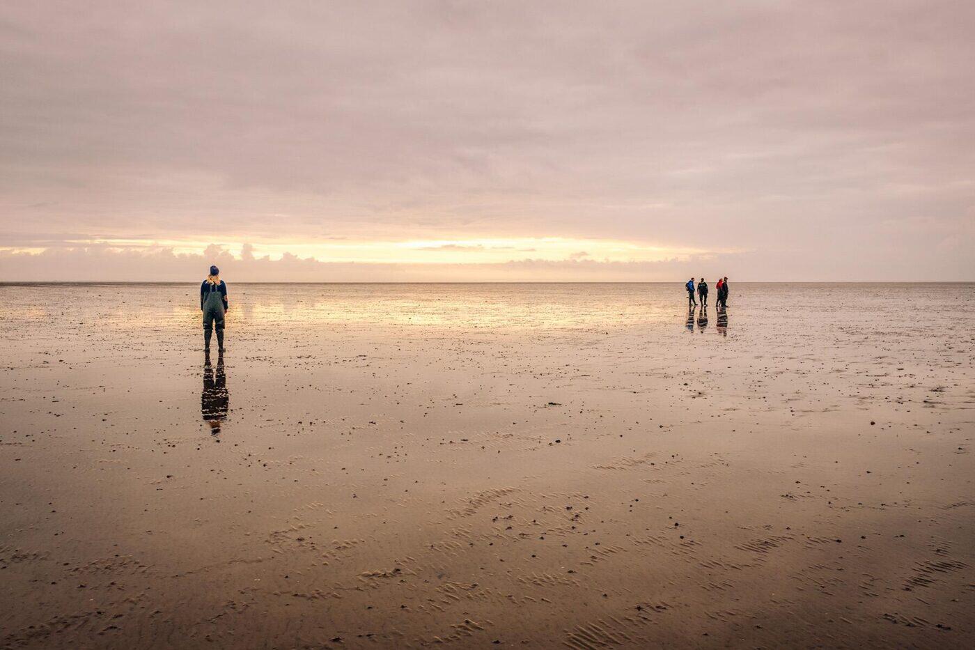 Wadden Sea National Park Wants You to Eat Oysters for Free