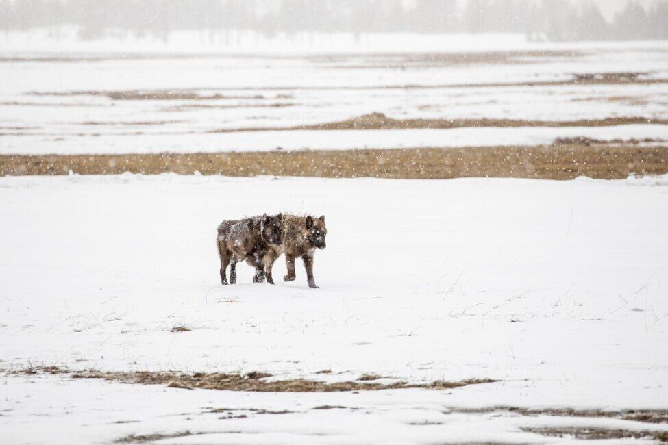 What You Need to Know About Wolf Watching at Yellowstone National Park